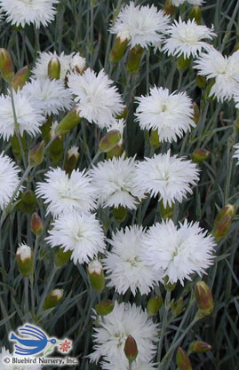 Products - Bluebird Nursery, Inc