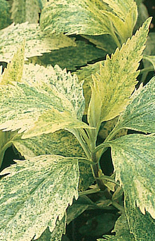 Products - Bluebird Nursery, Inc