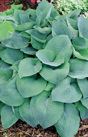 Products - Bluebird Nursery, Inc